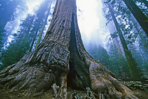 A dwarf was at the door. The magical kind of dwarf, from the Lightfolk ...